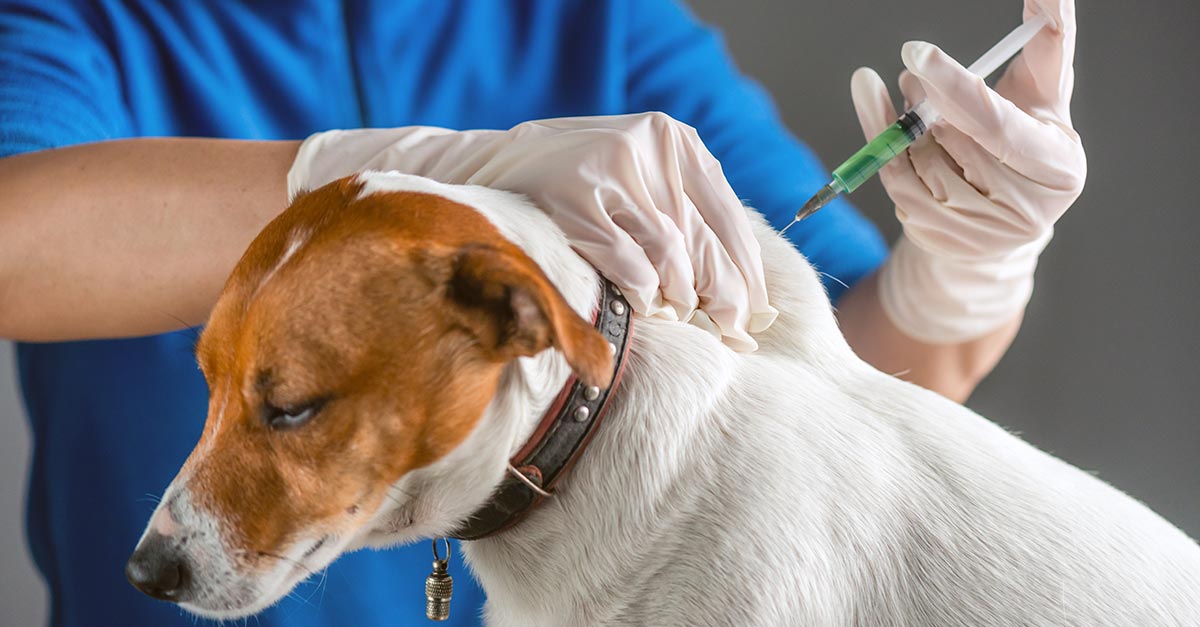 Cat and Dog Vaccinations in Harrisonburg, VA | Ashby Animal Clinic